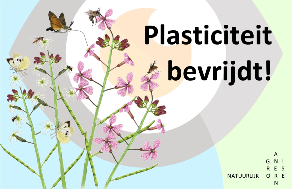Plasticiteit bevrijdt - Boom Management