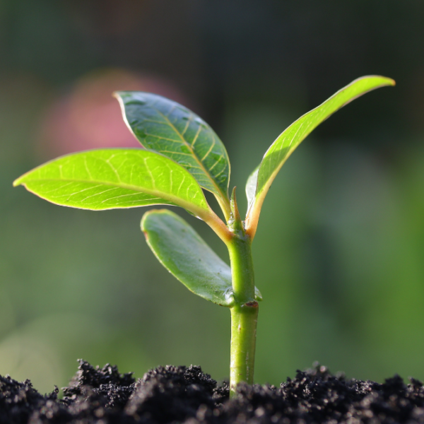 Hoe ziet een Appreciative Inquiry-proces eruit? - Boom Management